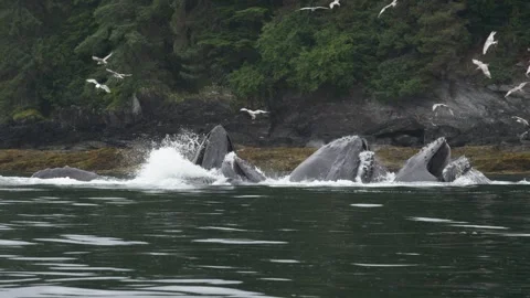 Ocean's Marvel: Blue Whales Feeding with... | Stock Video | Pond5