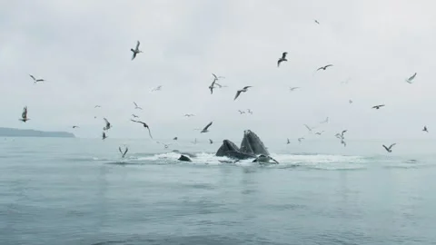 Ocean's Marvel: Blue Whales Feeding with... | Stock Video | Pond5