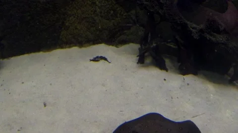 Stingray Wallpaper Stock Videos – Royalty-Free HD & 4K Videos | Pond5