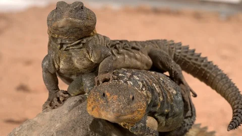 Uromastyx Stock Videos – Royalty-Free HD & 4K Videos