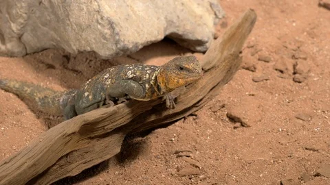 Uromastyx Stock Videos – Royalty-Free HD & 4K Videos
