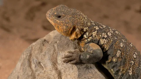 Uromastyx Stock Videos – Royalty-Free HD & 4K Videos