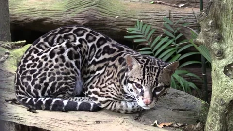 Leaping Stock Footage ~ Royalty Free Stock Videos | Pond5