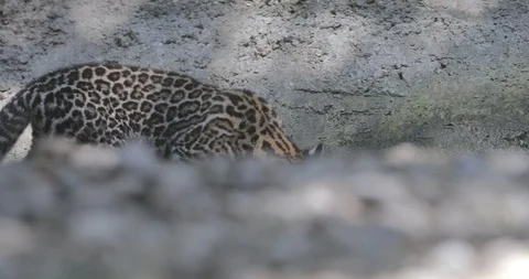 Ocelot (Leopardus pardalis), Ocelot pupp... | Stock Video | Pond5