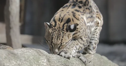Ocelot Stock Footage ~ Royalty Free Stock Videos | Pond5