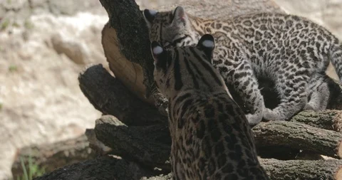 Ocelot Stock Footage ~ Royalty Free Stock Videos | Pond5