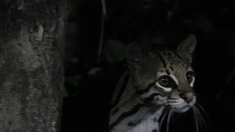 Ocelot at night, Pantanal, Brazil. (4K ... | Stock Video | Pond5
