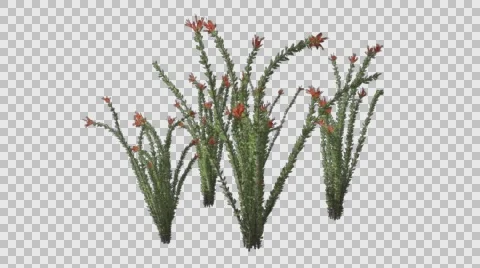 Plant Growth Animation Stock Video Footage | Royalty Free Plant Growth ...