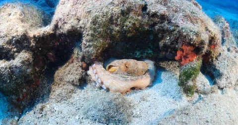 octopus close up underwater breathing an... | Stock Video | Pond5