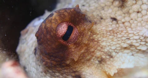 octopus eye skin close up underwater | Stock Video | Pond5