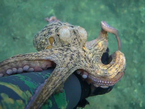 Octopus Jet Propulsion Stock Videos – Royalty-Free HD & 4K Videos