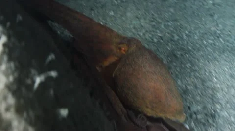 Octopus Jet Propulsion Stock Videos – Royalty-Free HD & 4K Videos