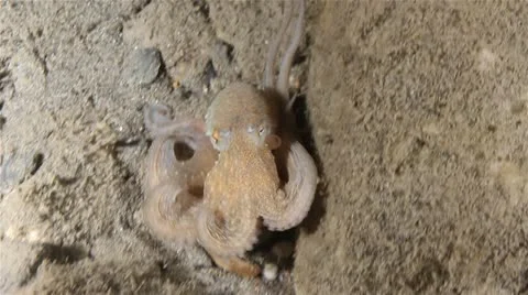 Octopus Jet Propulsion Stock Videos – Royalty-Free HD & 4K Videos