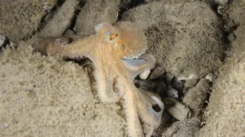 Octopus Jet Propulsion Stock Videos – Royalty-Free HD & 4K Videos