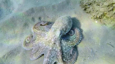 Octopus Jet Propulsion Stock Videos – Royalty-Free HD & 4K Videos