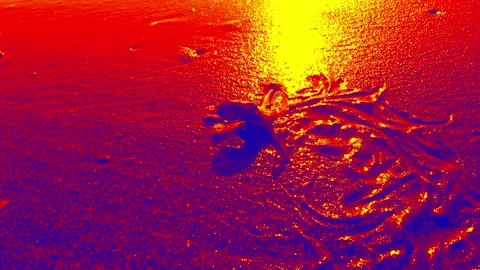 An octopus makes its way infrared | Stock Video | Pond5