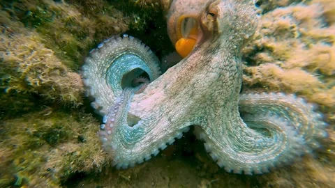 Octopus Takes Camera, Films Diver, Canne... | Stock Video | Pond5