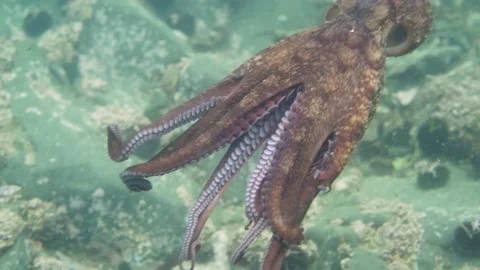 Octopus underwater. | Stock Video | Pond5