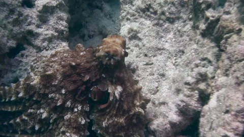 Octopus in underwater ocean on coral ree... | Stock Video | Pond5