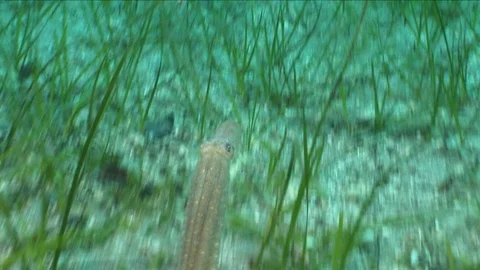 octopus underwater swimming | Stock Video | Pond5