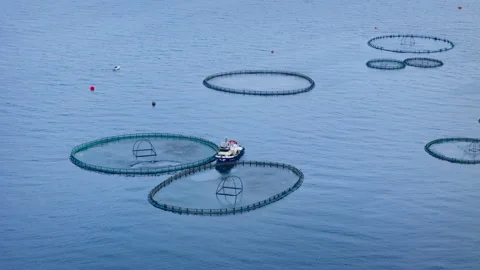 Offshore aquaculture floating fish farmi... | Stock Video | Pond5