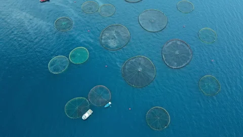 Offshore aquaculture in floating fish fa... | Stock Video | Pond5