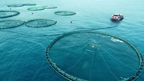 Offshore aquafarming fish farm in sea fo... | Stock Video | Pond5