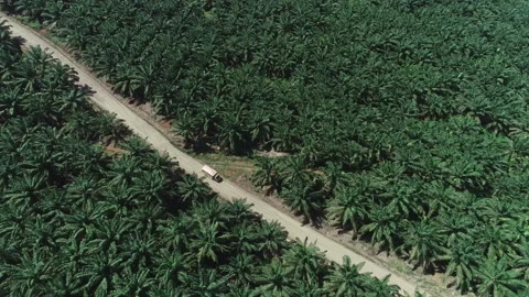 Palm Kernel Shell Stock Videos – Royalty-Free HD & 4K Videos