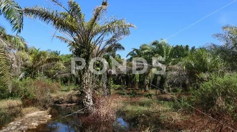 Oil palm trees in oil palm smallholder plantations Stock Image #244501446