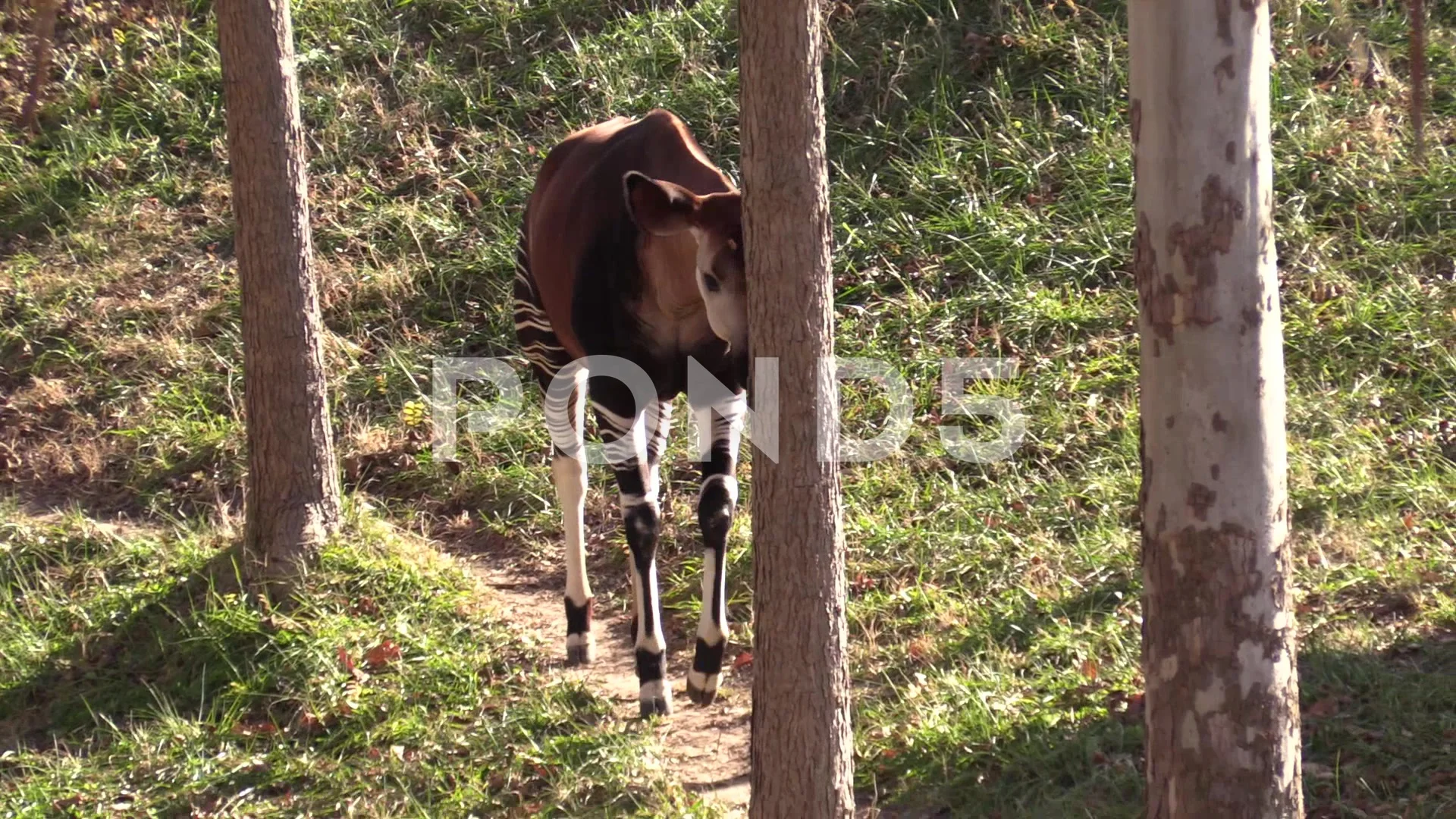Okapi Walking Birth Of Rare Okapi At Zoo Is Inspiring Hope For One Of