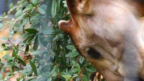 Okapi Stock Footage ~ Royalty Free Stock Videos | Pond5