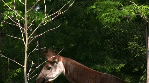 Okapi pulling leaves from Tree with Tong... | Stock Video | Pond5