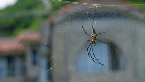 Okinawa Golden Orb Weaver Spider on Web ... | Stock Video | Pond5