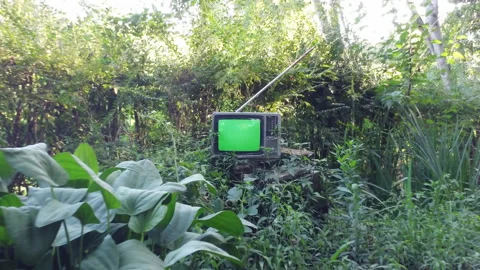 Tv Shows Woods Stock Videos – Royalty-Free HD & 4K Videos | Pond5