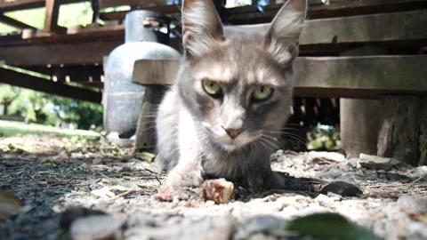 Beef Catt Stock Videos – Royalty-Free HD & 4K Videos | Pond5