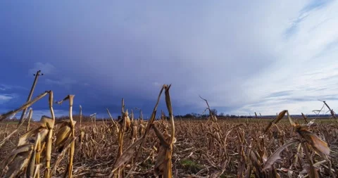 Old corn field with stormy sky in the ba... | Stock Video | Pond5