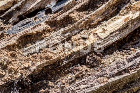 Old dark wooden rotten stump log timber rotting for decades of fallen ...