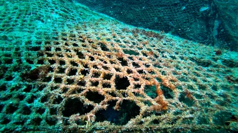 Underwater Fishing Net Stock Video Footage | Royalty Free Underwater ...