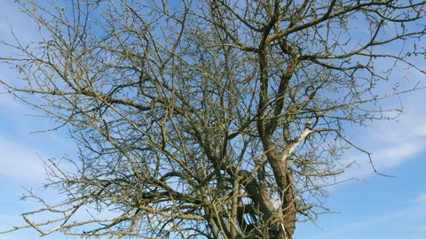 Rebirth Tree Stock Videos – Royalty-Free HD & 4K Videos | Pond5