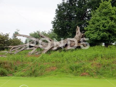 Photograph: Old dry knotty felled tree on the blurtable backdrop of ...