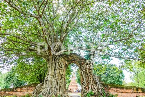 Old gate with banyan root called "Gateway to the passage of time" at ...