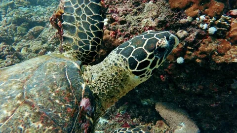 Old green sea turtle with damaged carapa... | Stock Video | Pond5