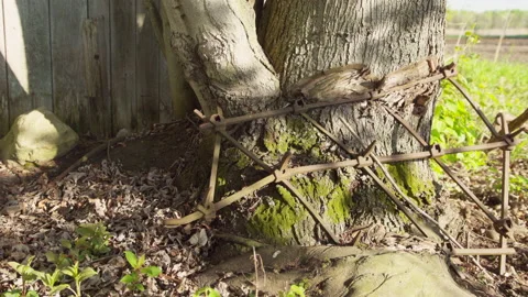 Old harrow taken in a tree's trunk / Fie... | Stock Video | Pond5