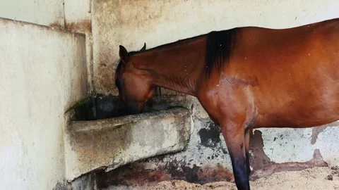 Old horse drinking water at the barn-4K | Stock Video | Pond5