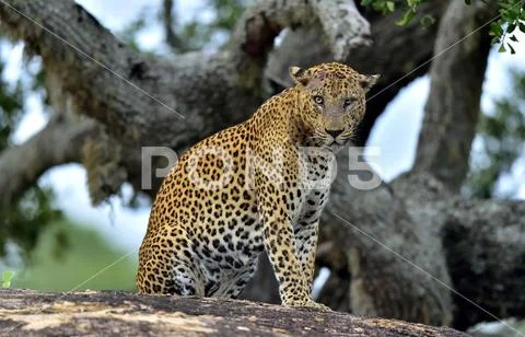 Old Leopard male with scars on the face on the rock. The Sri Lankan ...