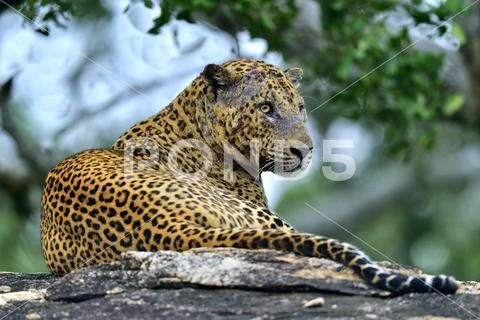 Old Leopard male with scars on the face lies on the rock. The Sri ...