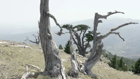 Old Loricato pine trees (pinus leucoderm... | Stock Video | Pond5