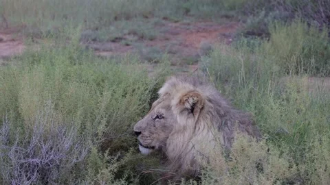 Lion Eye Stock Videos – Royalty-Free HD & 4K Videos