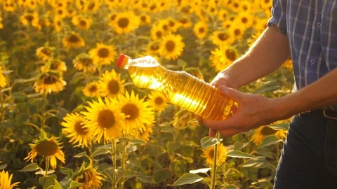 old man close-up sunlight farmer sunflow... | Stock Video | Pond5