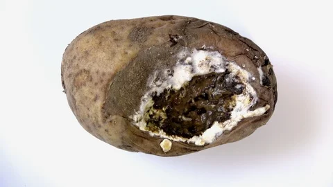 Moldy Stock Footage ~ Royalty Free Stock Videos | Pond5